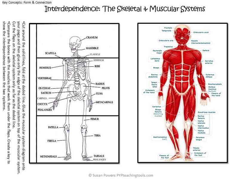 IB PYP SCIENCE UNIT OF INQUIRY HUMAN BODY SYSTEMS – PYP TEACHING TOOLS
